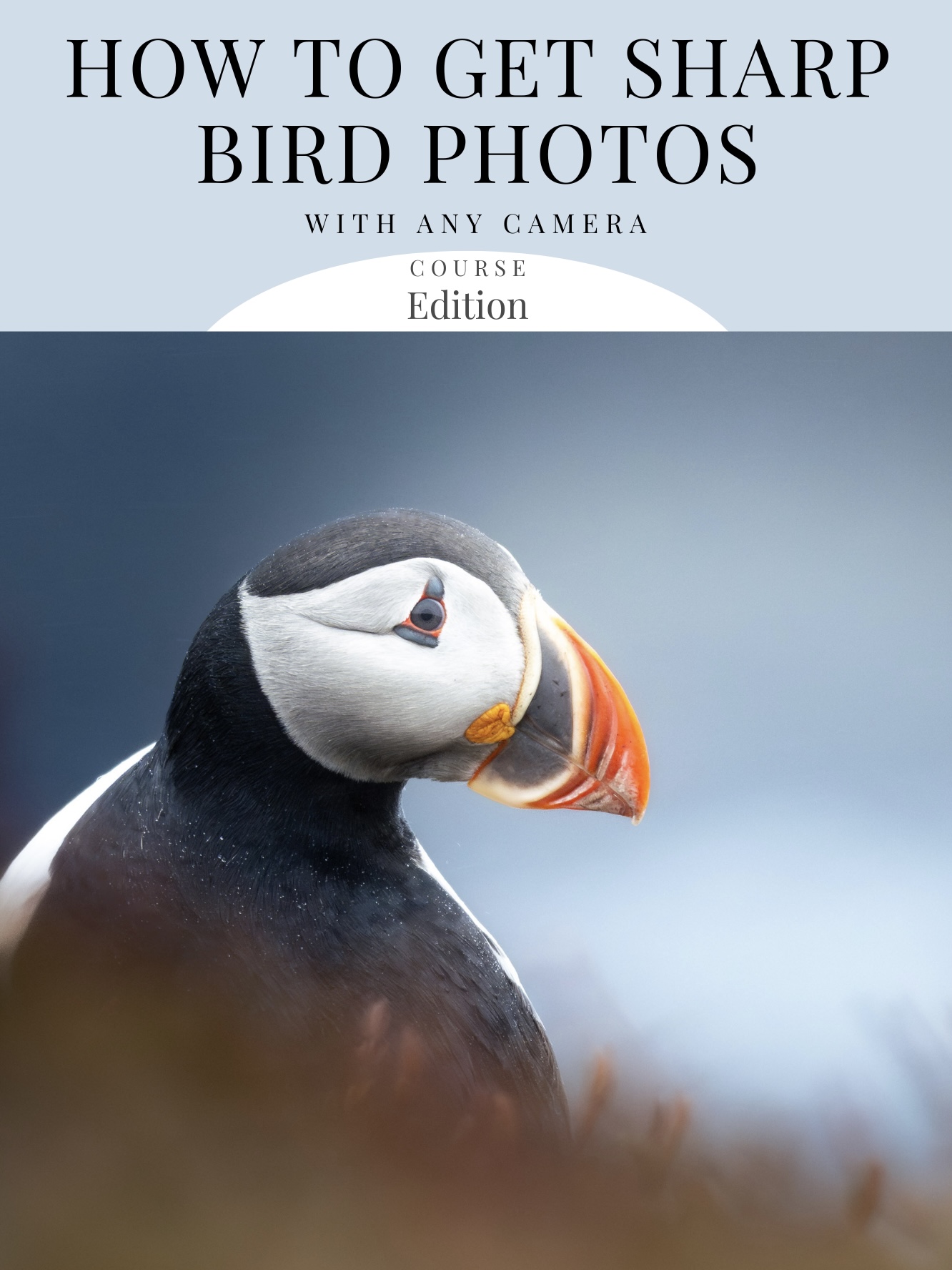 How To Get Sharp Bird Photos With Any Camera (Course Edition)