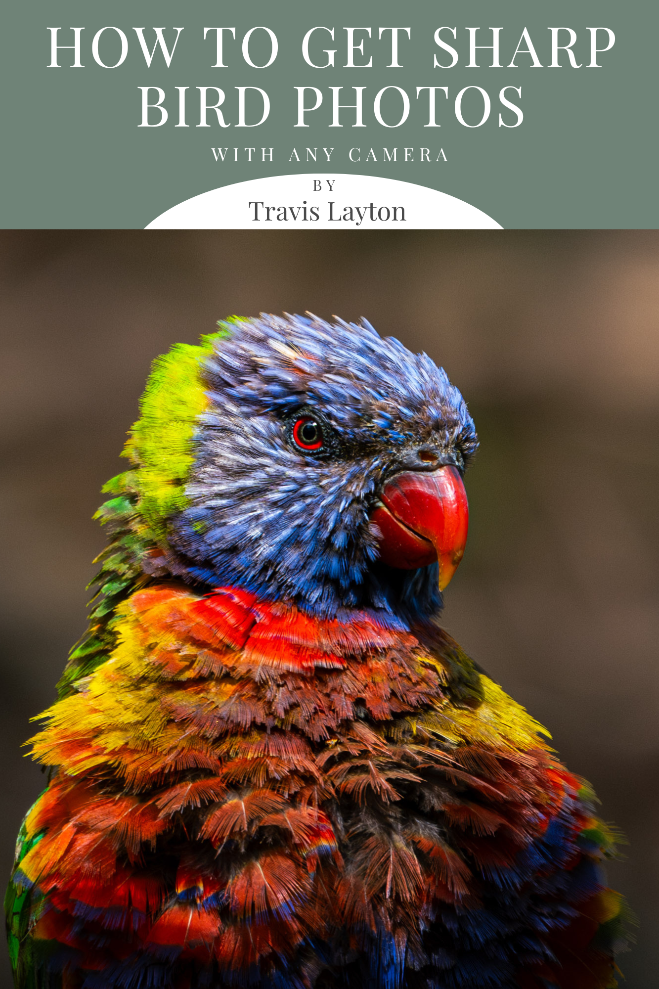 How to Get Sharp Bird Photos with Any Camera (Ebook)